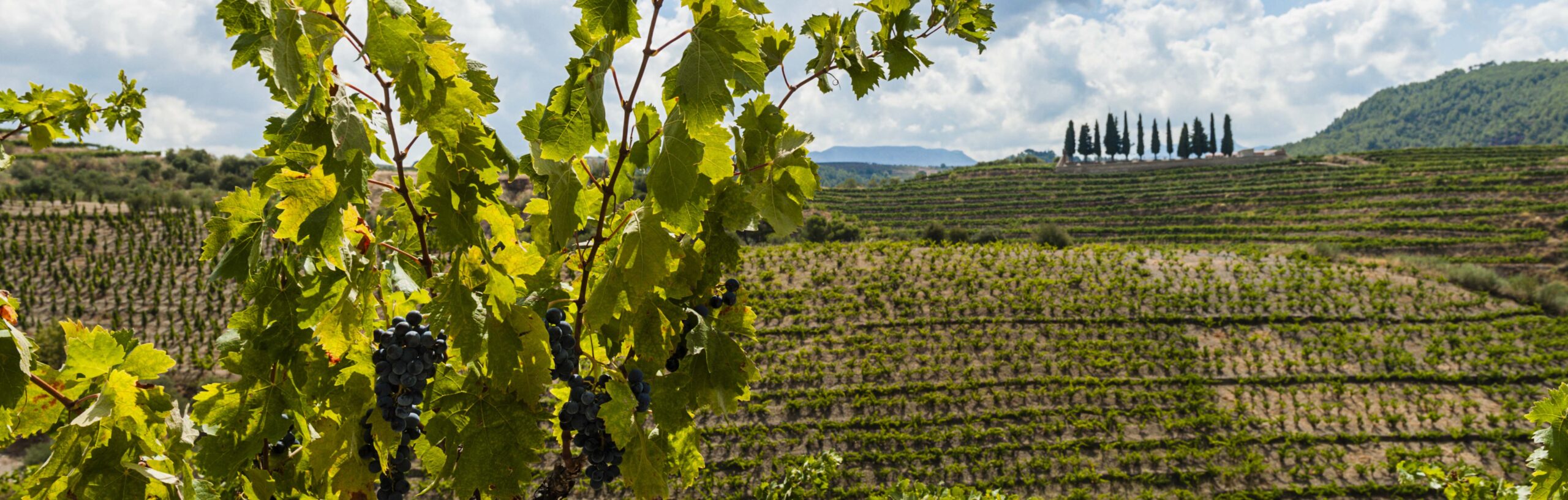 Italian WINE Week - WinePleasures.com